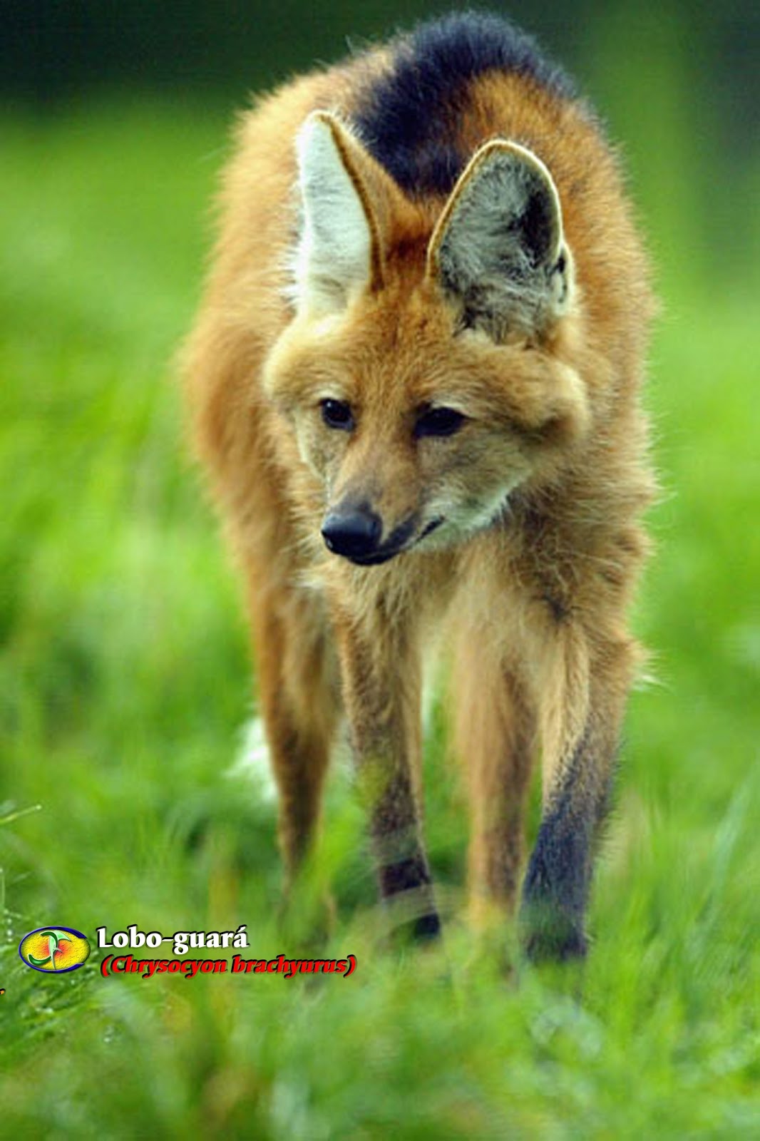 Lobo-guará+(Chrysocyon+brachyurus)+47+-+Illiger,+1815+[NT].jpg (1066× ...